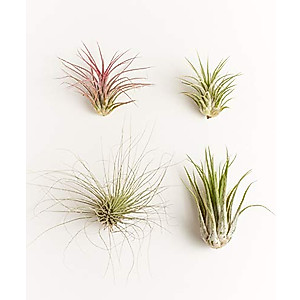 Shop Succulents | Assorted Collection | Variety of Species, Tropical House Plant for Home Décor, DIY Terrariums, 4-Pack