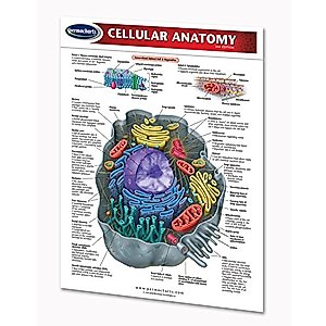 Cellular Anatomy Quick Reference Guide - Permacharts