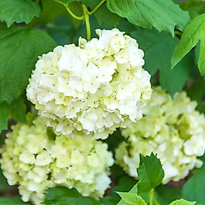Old Snowball Viburnum Plant Live for Garden, 6 Inc to 9 Inc Tall, Flower Bush Plant