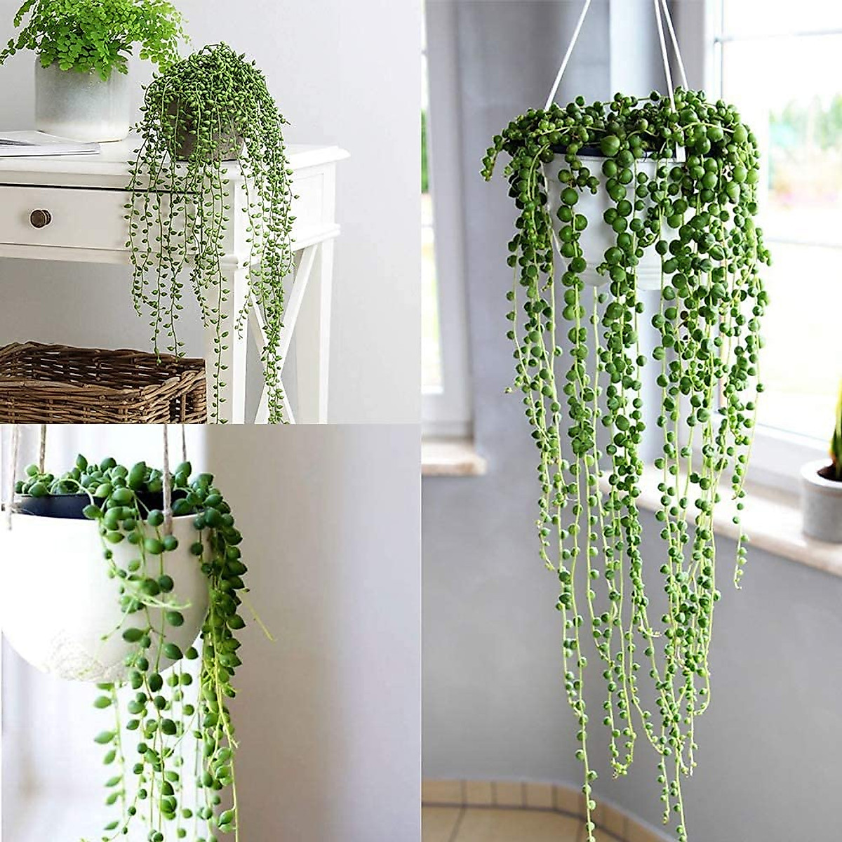 caapmony 5Pcs Artificial Succulents Hanging Plants Bulk 2.4FT Large Fake String of Pearls for Wall Home Garden Decor(Unpotted)