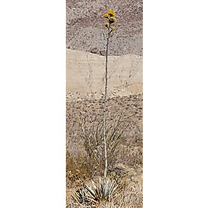 DesertUSA Desert Garden Seed Starter Kit
