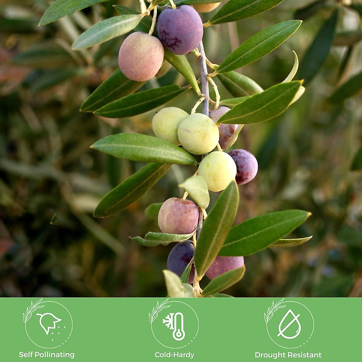 American Plant Exchange Arbequina Olive Tree, 5" Pot, 1.5ft Tal, Elegant, Live Fruiting Houseplant for Home & Garden, Self-Pollinating