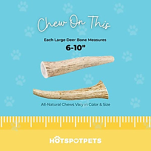 hotspot pets Premium Deer Antlers for Dogs - 7+ Inch Large Antler Dog Chews (2 Pack) Naturally Shed Antler Bone for Large Breed Aggressive Chewers - Made in USA - Promotes Dental Hygiene