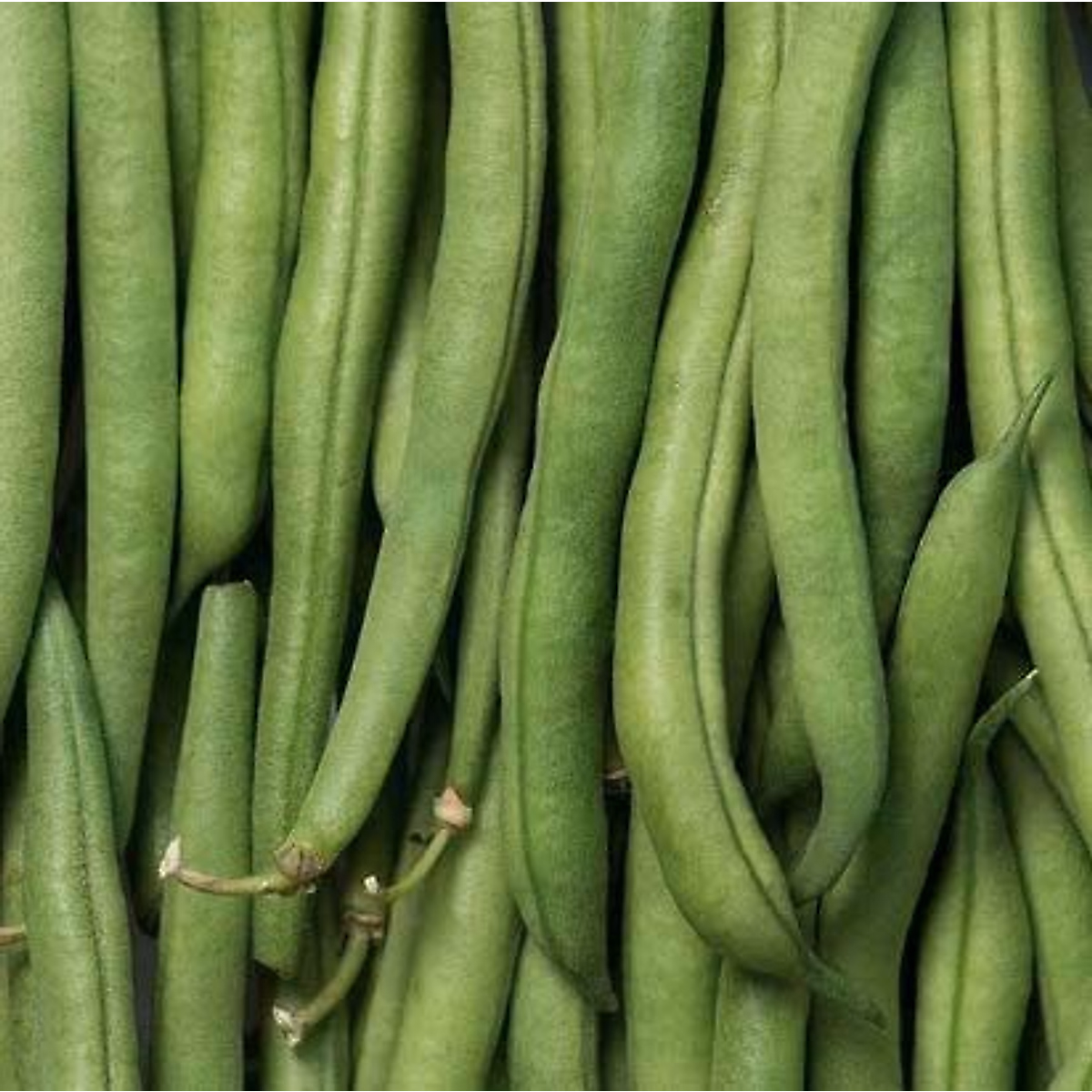 "Slenderette" Bush Bean Seeds for Planting, 50+ Heirloom Seeds Per Packet, (Isla's Garden Seeds), Non GMO Seeds, Scientific Name: Phaseolus vulgaris, Great Green Bean Variety for Home Garden