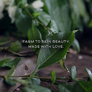 Farmstead Apothecary 100% Natural Anti-Aging Face Cream with Jojoba Oil, 4 oz (Unscented)