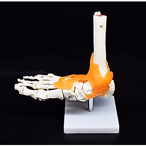 Human Foot Skeleton Model with Ligaments, Flexible, Anatomically Accurate Foot Skeleton Model Life Size Human Skeleton Anatomy for Science Classroom Study Display Teaching Medical Model