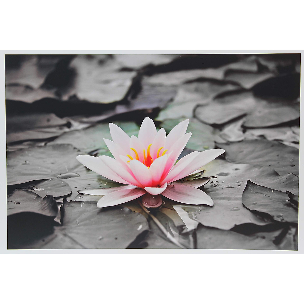 PPD 50 Sheets Inkjet Super Premium Glossy Photo Paper 11x17 68lbs 255gsm 10.5mil Tabloid Size Microporous Professional Photographer Grade Instant Dry Fade and Water Resistant (PPD-16-50)