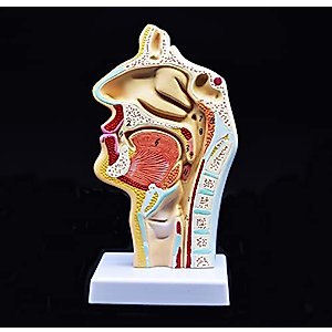 Nasal Cavity Throat Model, Human Anatomical Model for Science Classrooms Study Teaching Aid