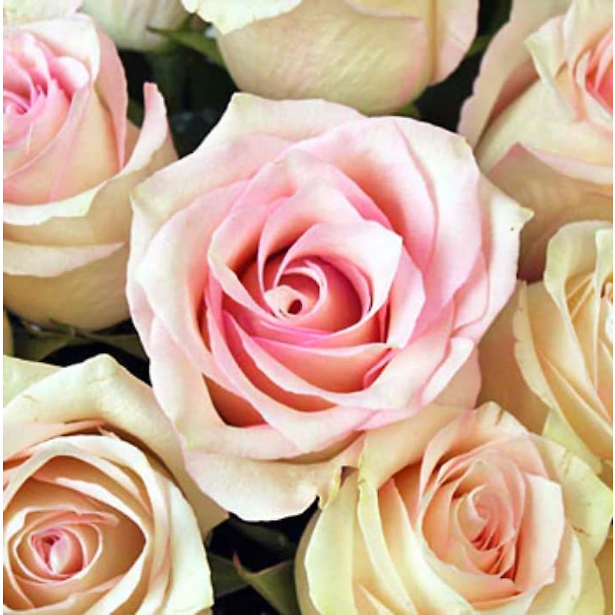 10 Green and Pink Rose Seeds for Planting, Rare Rose Flower Perennial Bush Seeds Ornament Perennial Garden