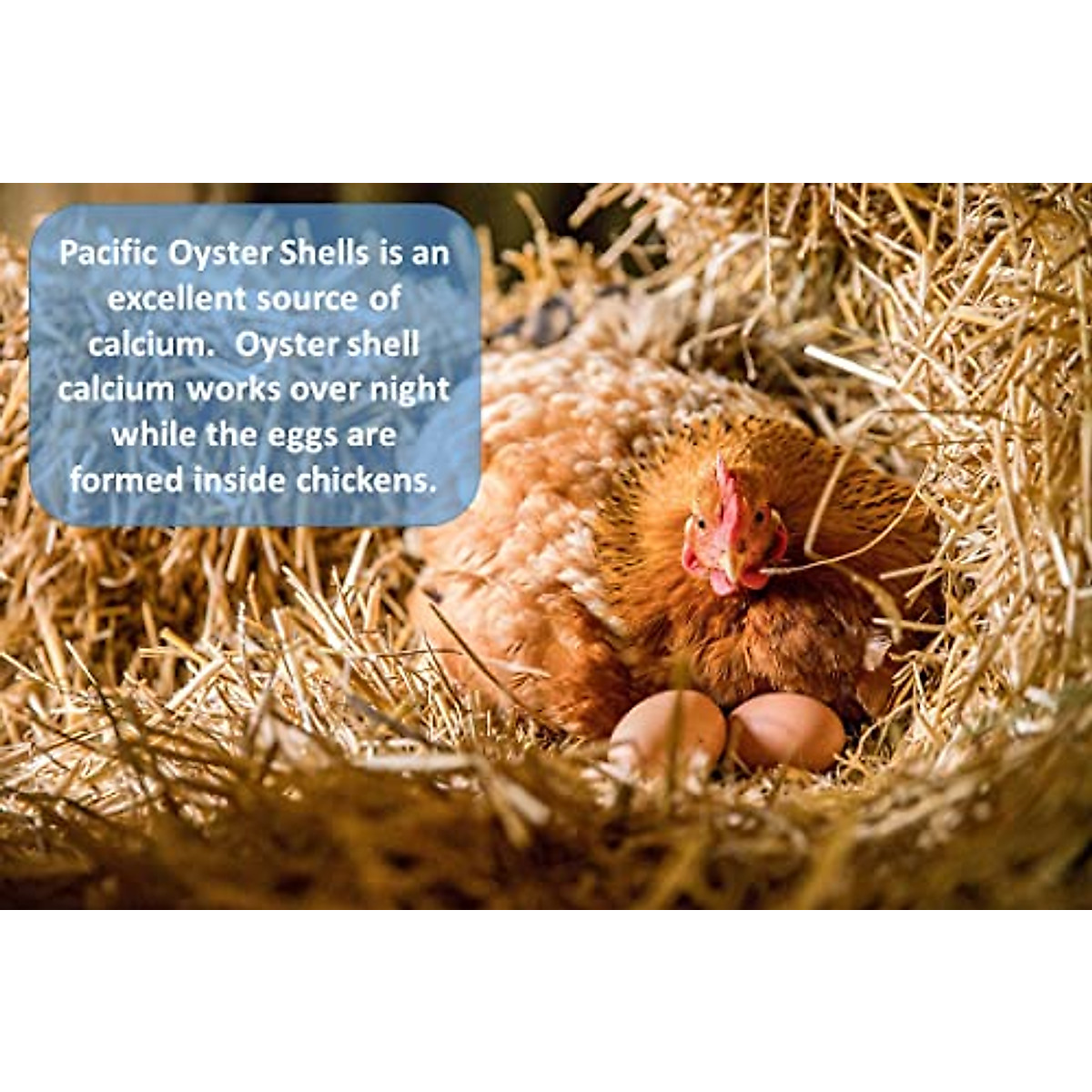 Pacific Oyster Shells - Crushed Oyster Shell Calcium Supplement for Egg-Laying Poultry (Chickens & Ducks) (10)