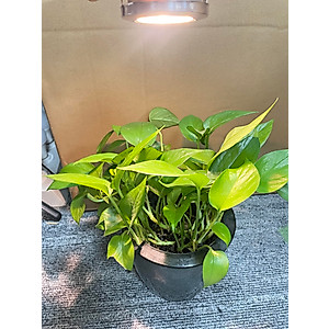 LPSAFP LED Range Hood Bulb, Cooktop Recessed Lighting, 2.45-Inch Calibre, 2-Inch Opening, Replaces 20W Halogen Bulb, 12V AC/DC Compatible, Natural White Light, 2-Pack