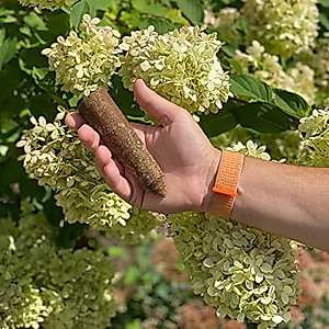 The Old Farmer's Almanac Tree & Shrub Fertilizer Spikes (Box of 24 Spikes - 6 Lbs) (OFA-FS1333-24)