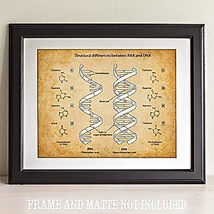RNA & DNA - 11x14 Unframed Art Print - Makes a Great Science Room Decor and Gift Under $15 for Biologists and Biology Students