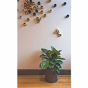 Fiddle Leaf Fig Tree Fertilizer | Ficus Plant Food | Improves Leaves and Branches | Potted Indoor Trees and House Plants Treatment by Aquatic Arts