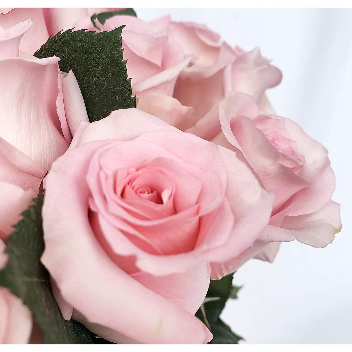 Farm Direct Fresh Pink Roses for Mother's Day | Pink Rose Flower Bouquet of 12 Fresh Roses (Dozen) + Vase Included - Roses for Delivery