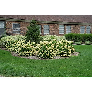 Proven Winner Little Lime Hydrangea 2 Gal, Green to Pink Blooms