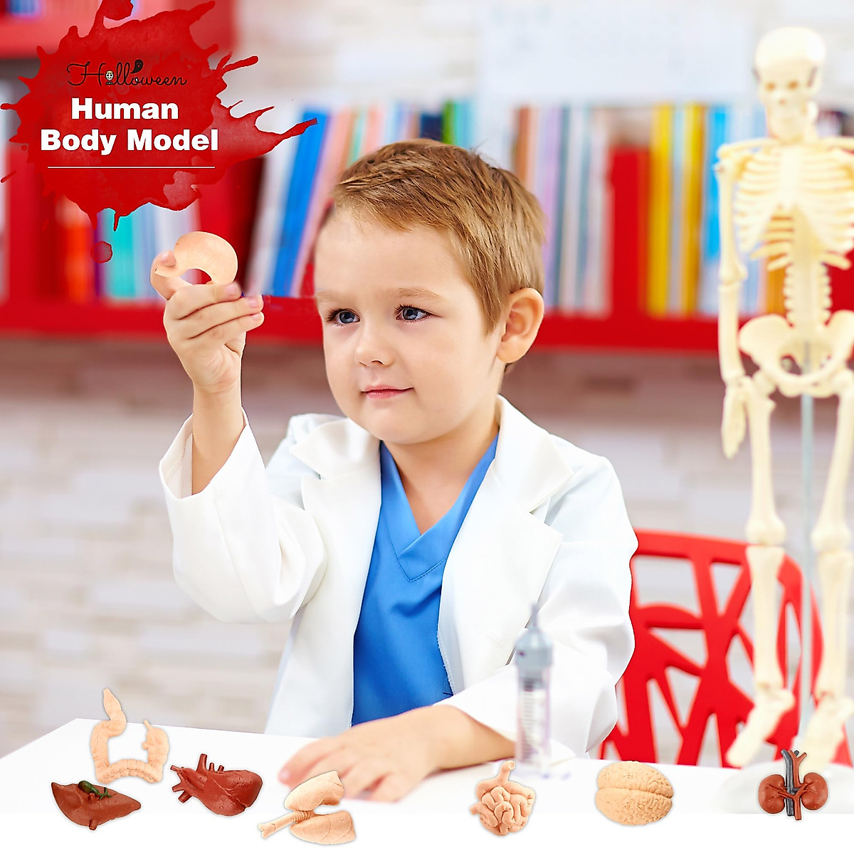 SGBETTER 16 Pack Human Organ Model Human Anatomy Toy Halloween Fake Simulation Human Body Parts for Kids Physiology Study Tools Halloween Decor, 8 Styles