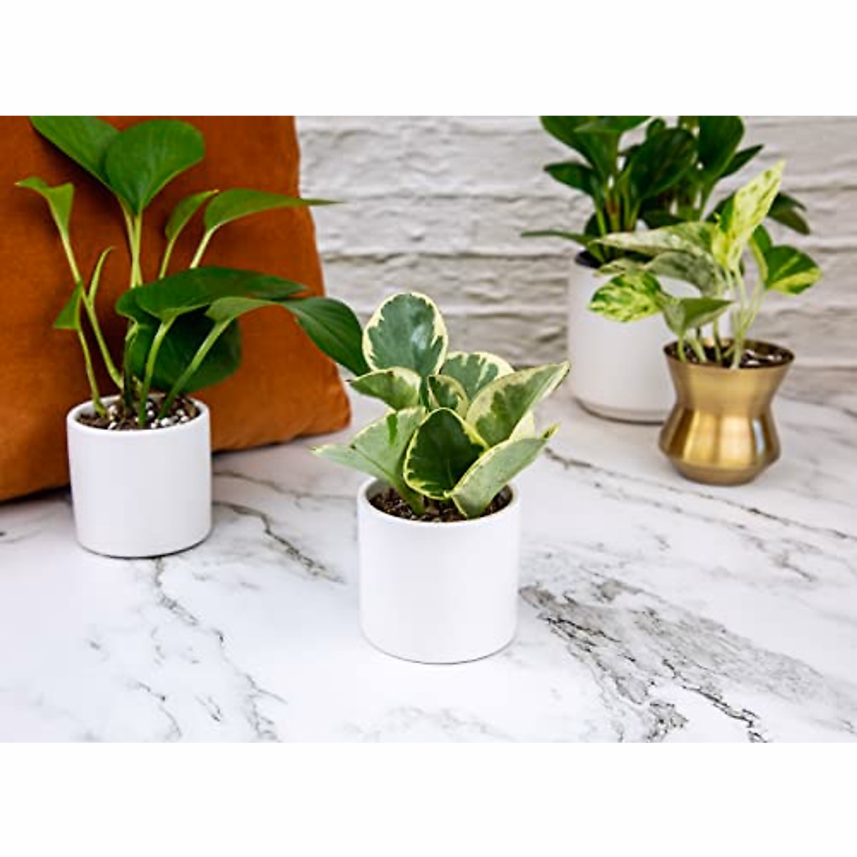 Easy to Grow Houseplants (12 Pack) Live House Plants in Plant Containers, Growers Choice Plant Set in Planters with Potting Soil Mix, Home Décor Planting Kit or Outdoor Garden Gifts by Plants for Pets