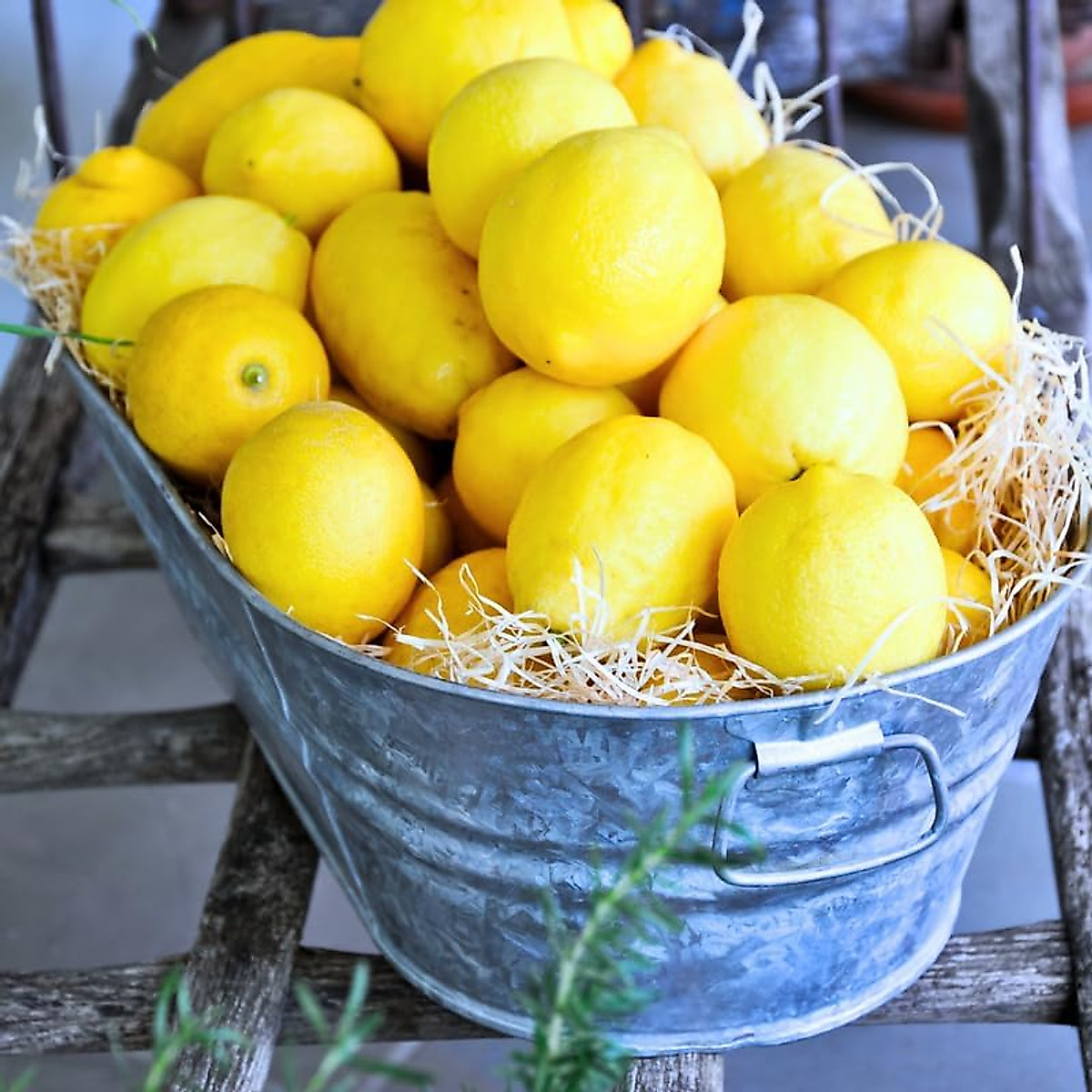 Meyer Lemon Tree, Dwarf Meyer Lemon Tree Live Plant, Lemon Tree 2 Inc Tall 4 Inch Pot for Growing