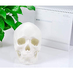 1:1 Human Skull Realistic Life Size Replica Medical Anatomy Model Home Halloween Skull Decorations Art Supplies