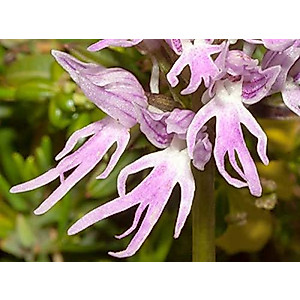 50 Orchis Italica Seeds | Naked Man Orchid Flower | Beautiful Bonsai Plant