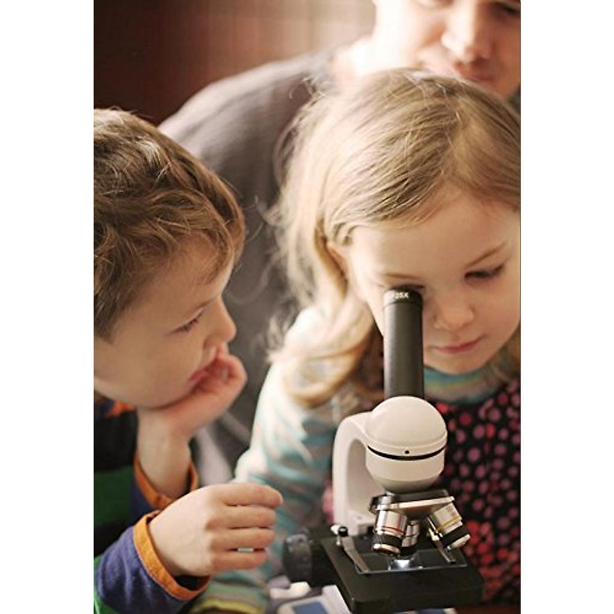 Real Butterfly Specimen Specimens Paperweight Paperweights Collection Display(3x3x0.6")