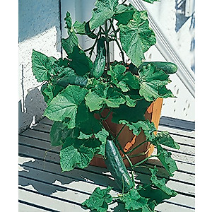 Burpee Spacemaster Slicing Cucumber Seeds 150 seeds