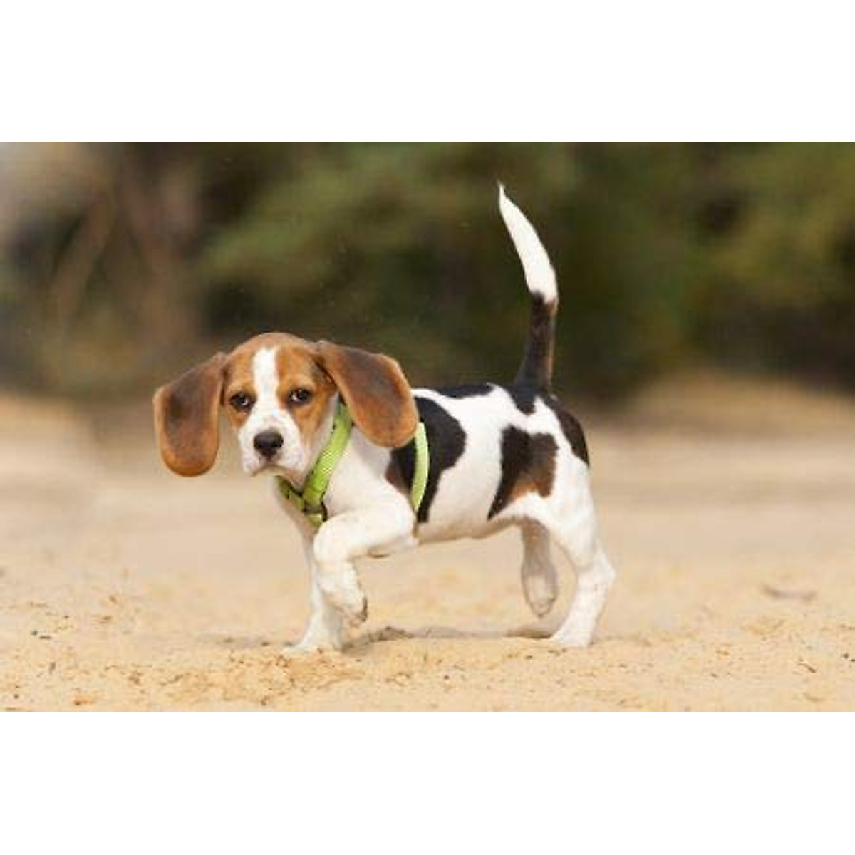 HAPPY PET VITAMINS LLC Dog Joint Supplement Chews - Dog Hip and Joint Health - Stiff Joint Solution - LUBRICATES Joints - Vet Approved - Dog Vitamin c Supplements - 2 Bottles (240 Treats)