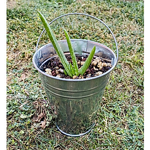 Goldenvalueable 12 Metal Buckets 5 Inch Galvanized Pail for Wedding Decorations, Centerpieces for Party, Garden Planters