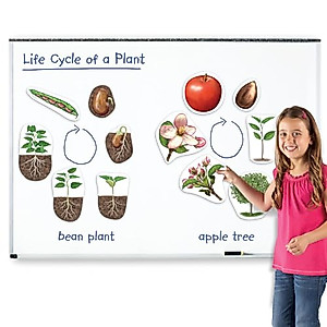 Learning Resources Giant Magnetic Plant Life Cycle - 12 Pieces, Science Exploration Activities for Kids, Homeschool and Classroom Science Supplies