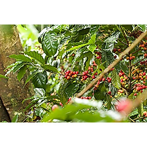 12 oz. Bulk Cascara | Dried Coffee Cascara | Antioxidant Super-Tea