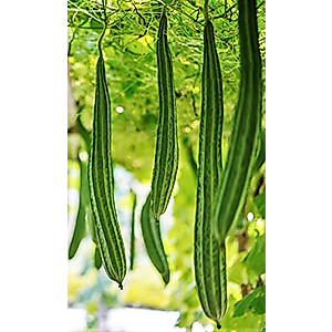 Gaea's Blessing Seeds - Luffa Gourd Seeds (3.0g) - Bonanza Heirloom - Non-GMO Seeds with Easy to Follow Planting Instructions - Heirloom Sponge Ridged Loofah Muop Huong 94% Germination Rate