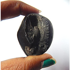 XUETZALCOATL Kurma Laxmi Navnidhi Purnachakra Purnagarbha Shaligram from Kali Gandaki