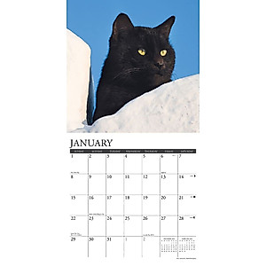 Just Black Cats 2023 Wall Calendar