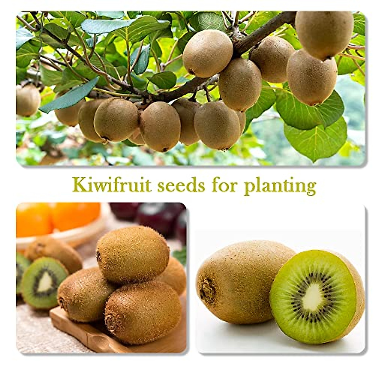 Heirloom Fruit Seeds - 5 Variety Individual Packs 100+ Grape Seeds 100+ Apple Seeds 100+ Kiwi Seeds 100+ Guava Seeds for Planting Organic for Home Garden Bonsai Fruit