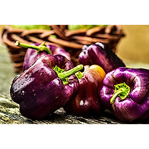 Sweet Lilac Purple Bell Pepper Seeds for Planting, 50+ Heirloom Seeds Per Packet, (Isla's Garden Seeds), Non GMO Seeds, Scientific Name: Capsicum annuum, Great Home Garden Gift