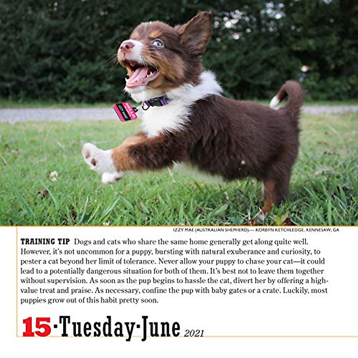 365 Dogs Page-A-Day Calendar 2021