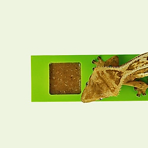 GECKOPIA Reptile Flex Bridge| Reptile Bridge | Gecko Bridge | Gecko Ledge | Reptile Vine | Reptile Terrarium Decoration | Reptile Branch Alternative (Black)