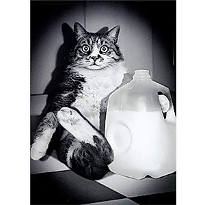 Avanti Cat with Milk Jug Funny/Humorous Birthday Card