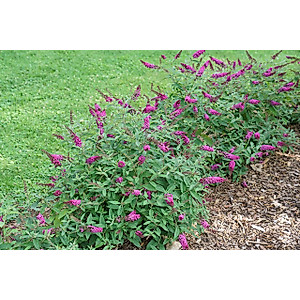 4.5 in. Qt. Lo & Behold 'Ruby Chip' Butterfly Bush (Buddleia) Live Shrub, Red Flowers
