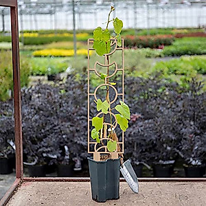 WellSign Plant Trellis for Climbing Plants Indoor Pot, 16.3 inch Small Wooden Trellis for Potted Plants with Moisture-Proof Layer for Vines Ivy Hoya Houseplants, Moon and Geometric Shape Design 2 Pack