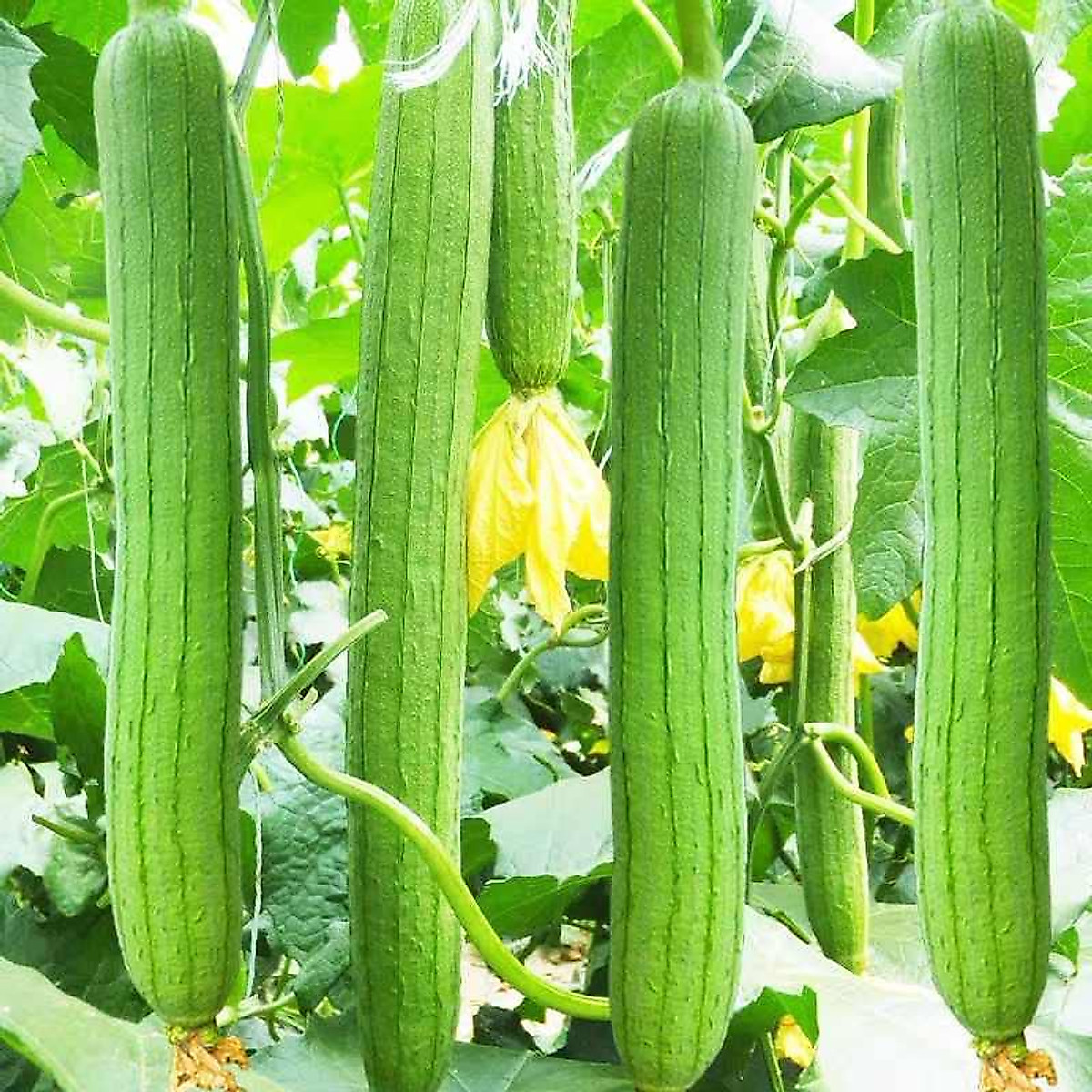 for 2024! Luffa Gourd Seeds/Loofah Gourd Seeds for Planting Vegetables and Fruits.Non-GMO Vegetable Seeds for Planting Home Garden-Loofah Sponge Gourd 丝瓜(10 Loofah Seeds)