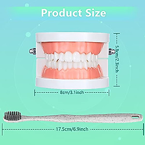 2 Pcs Standard Teeth Model Denture Model Teeth Teaching Model Adult Standard Demonstration Teeth Model with Toothbrush for Kids Teaching Supplies