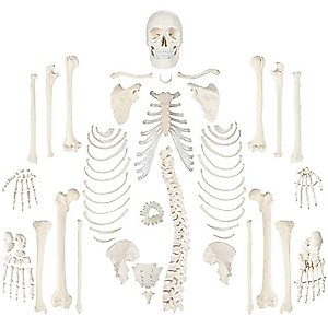 Wellden Medical Full Disarticulated Skeleton, Human Anatomical, Life-Size, 170cm