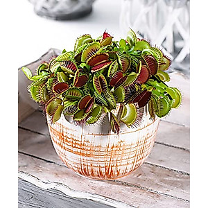 Carnivorous Plant Soil Mix, 1 QT Small Size Bag for Repotting, All Natural Ingredients Great for Venus, Sundews, and Pitcher Plants