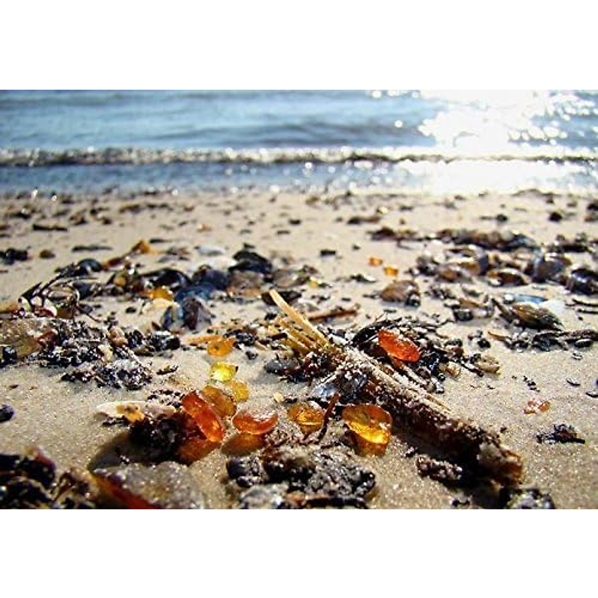 Genuine Fossil Baltic Amber with Inclusion with Magnifying Box/Beautiful Museum Grade