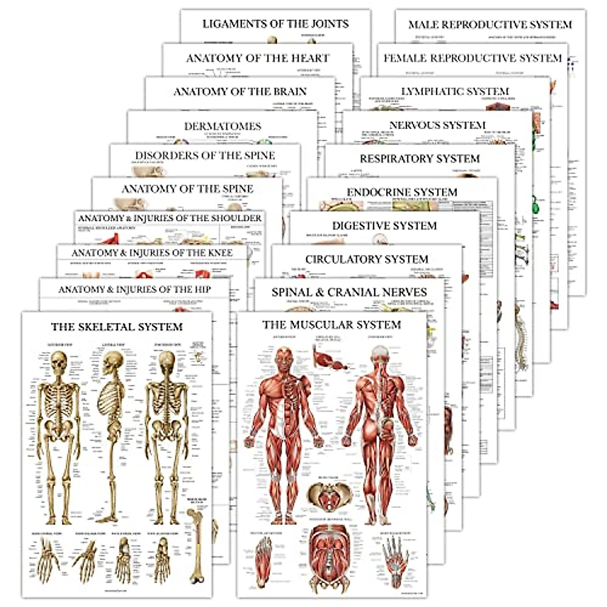 20 Pack - Anatomical Posters - Paper (Not Laminated) - Muscular, Skeletal, Digestive, Respiratory, Circulatory, Endocrine, Lymphatic, Male & Female, Nervous, Spinal Nerves, Anatomy Charts - 18" x 24"