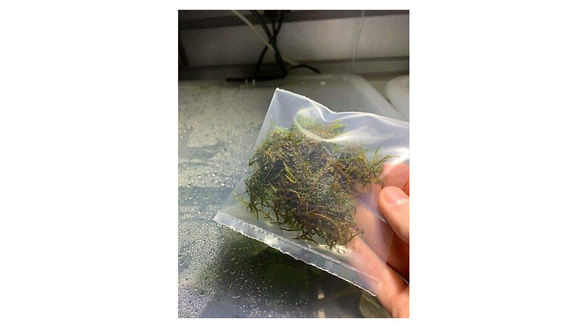 Buy Marcus Fishtanks Java Moss | Live Aquarium Plant