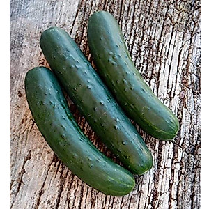 Marketmore 76 Cucumber Seeds - 25 Count Seed Pack - Non-GMO- The Most recognizable heirlooms and a Favorite Slicer for The Home Garden. - Country Creek LLC