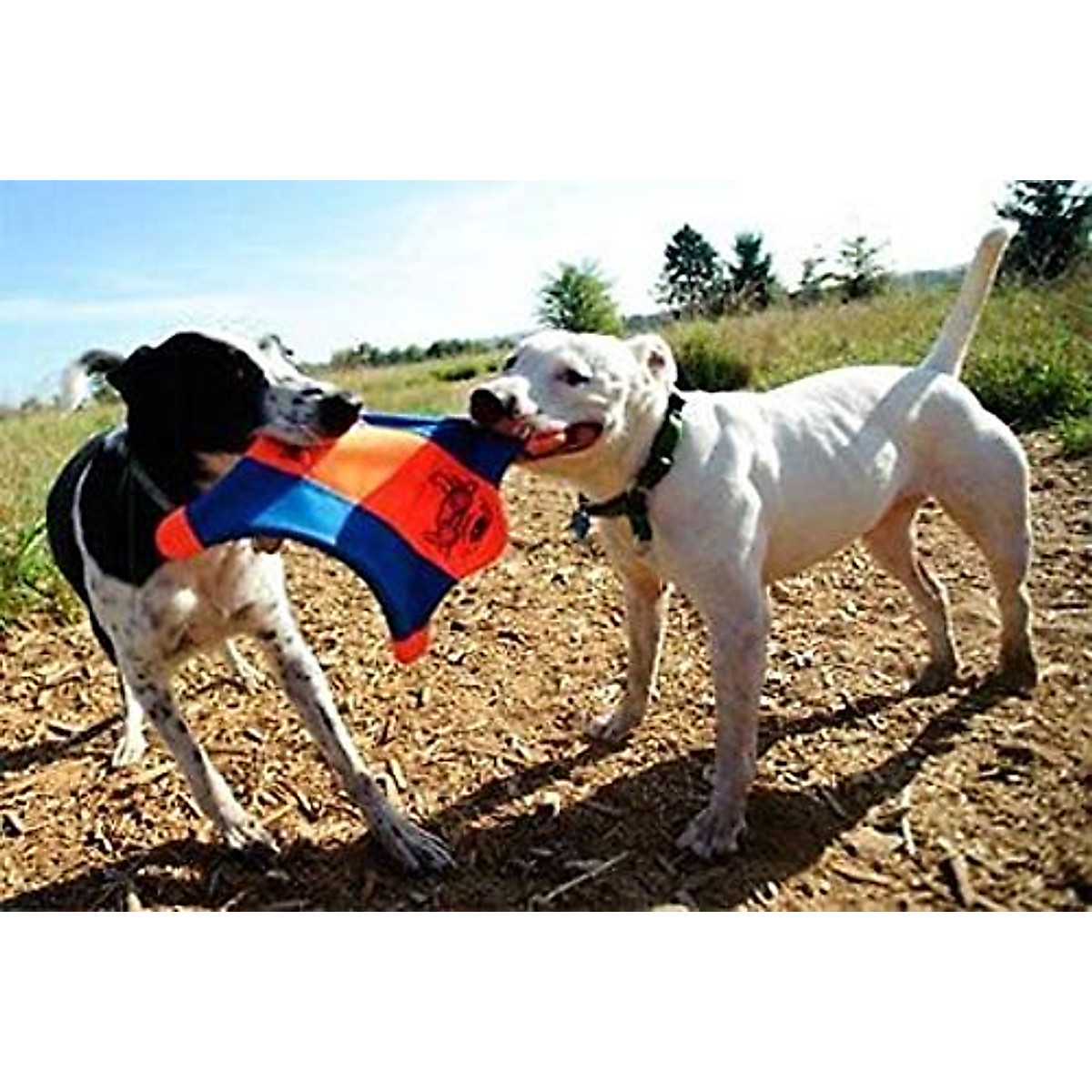 Chuckit! Flying Squirrel Spinning Dog Toy, Large (Orange/Blue), Multi Colored, for Medium breeds